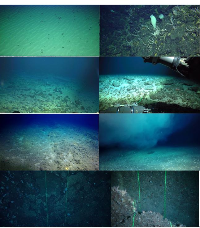 国立研究開発法人 海洋研究開発機構 JAMSTEC 地球環境部門 海洋生物 環境影響研究センター長 藤倉克則さんのインタビュー⑦「今後の研究 ...